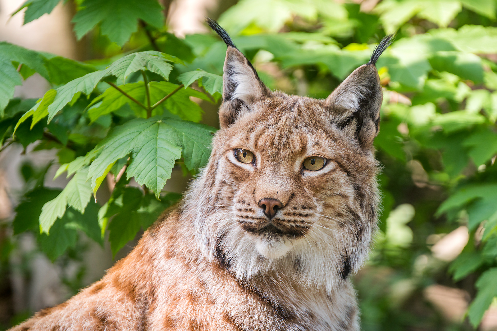Der Alpenzoo - Ein Erlebnis in Innsbruck - #myinnsbruck