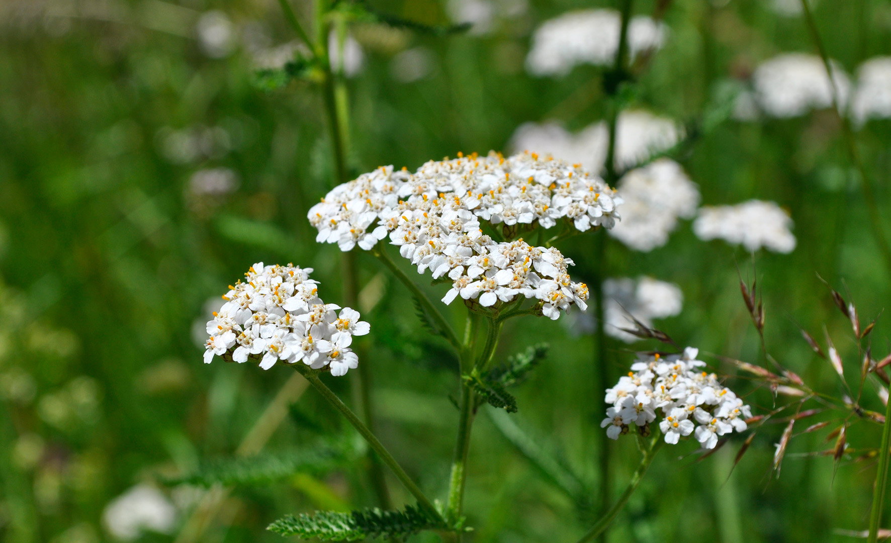 Collect wild herbs for your own tea blend - #myinnsbruck