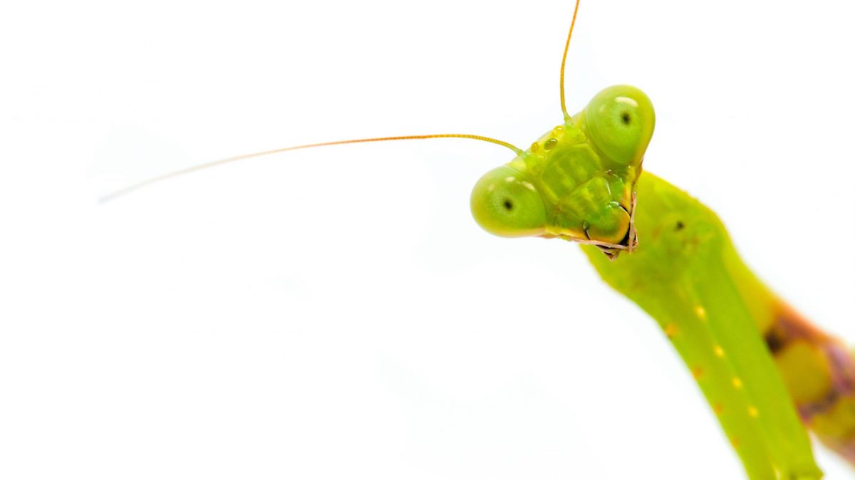 A praying mantis in the Alpine zoo - #myinnsbruck