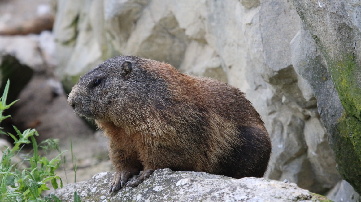 Wild Innsbruck - #myinnsbruck