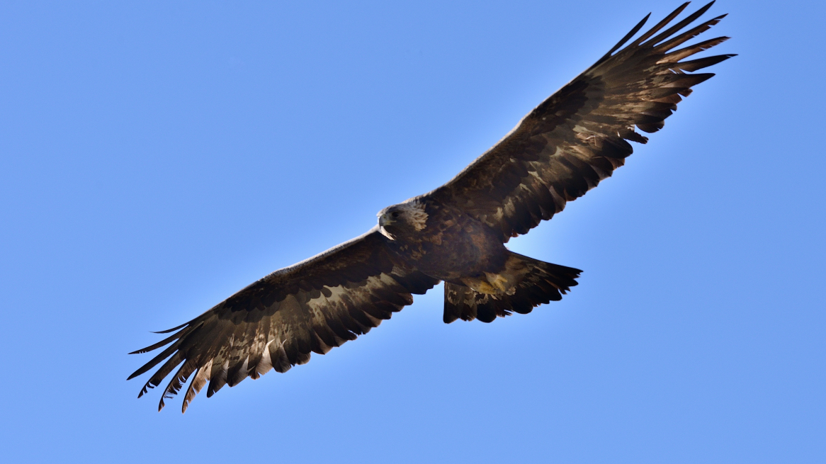 Wild Innsbruck - #myinnsbruck