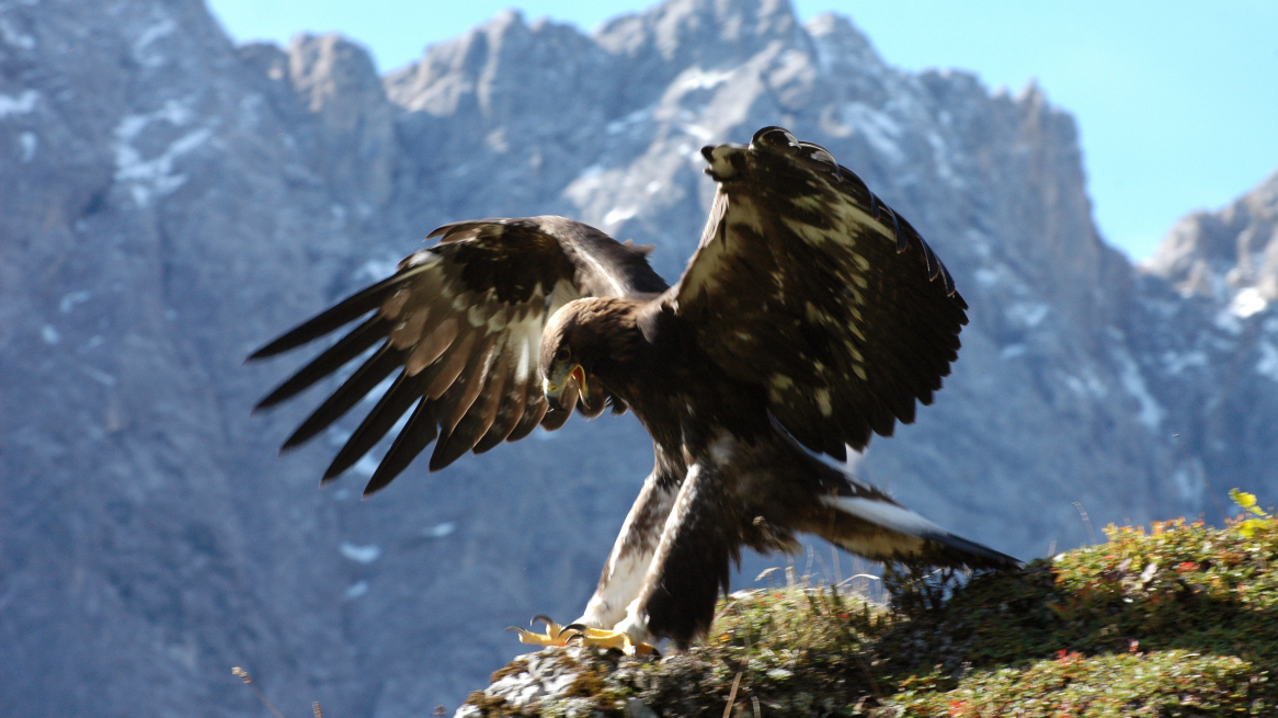 Wild Innsbruck - #myinnsbruck