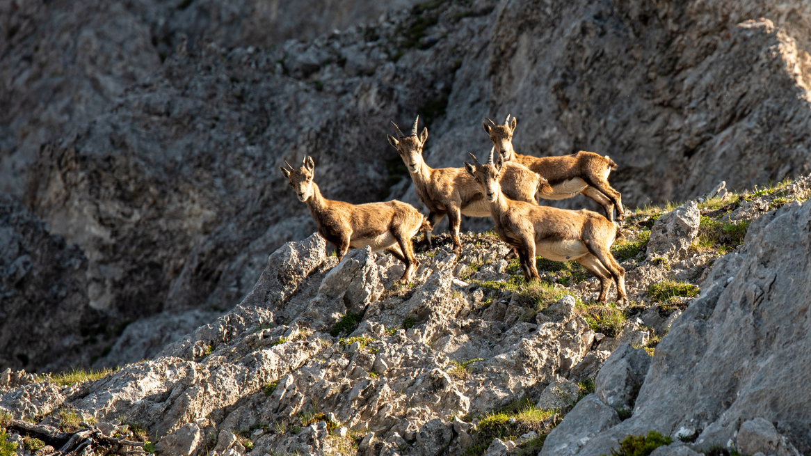 Wild Innsbruck - #myinnsbruck