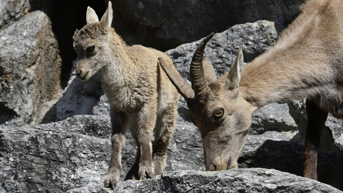 Wild Innsbruck - #myinnsbruck